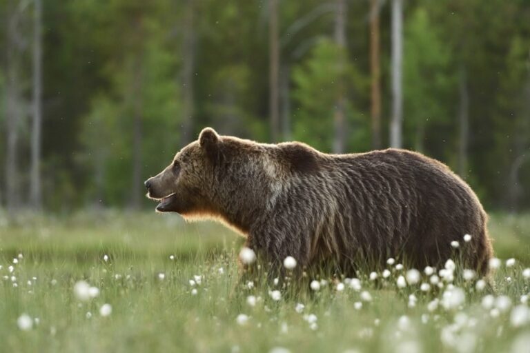 300+ Fun Facts about Bears
