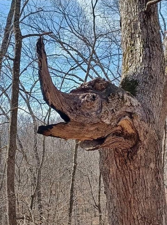 Elephant Tree Branch Illusion