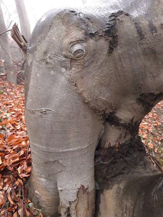 Elephant Tree Illusion
