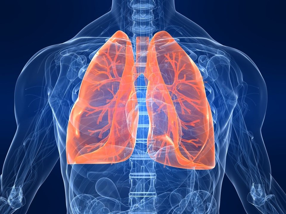 50+ Lungs Fun Facts