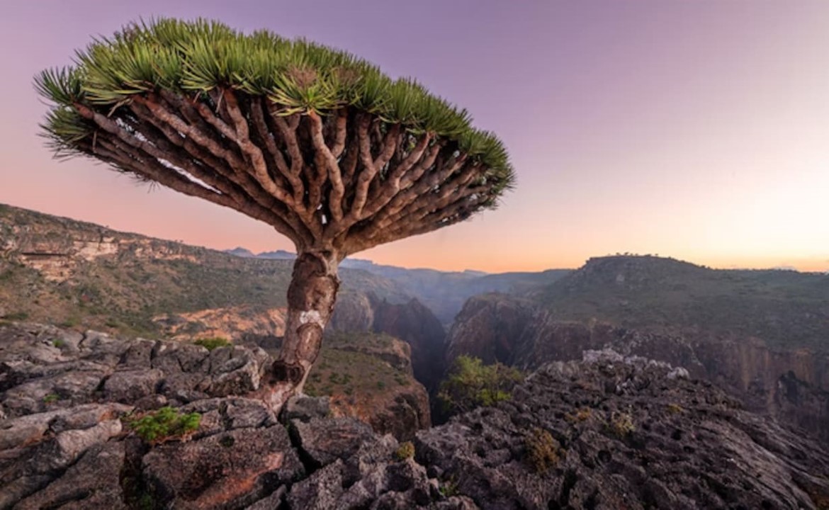 50+ Socotra Island Fun Facts