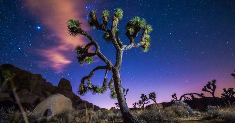 35 Amazing Joshua Tree Facts