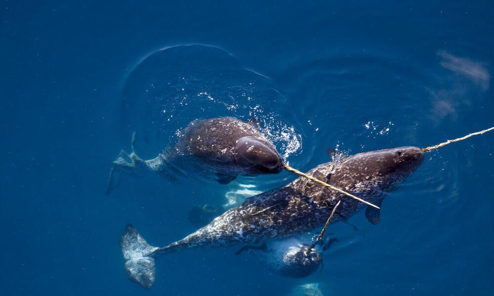 25 Awesome Narwhal Fun Facts
