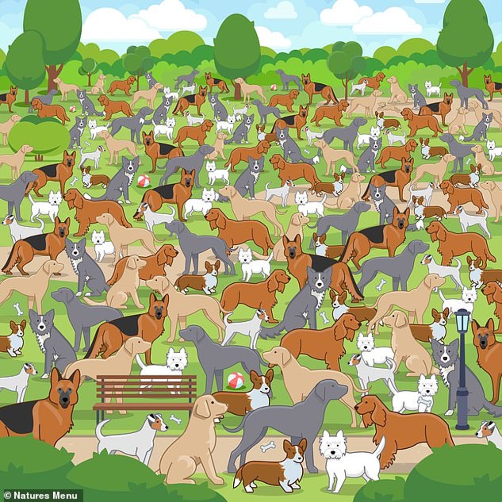Find the Puppy