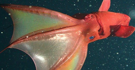 25 Incredible Vampire Squid Fun Facts