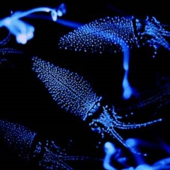 25 Amazing Firefly Squid Fun Facts