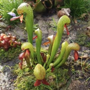 35 Cool Cobra Plant Facts