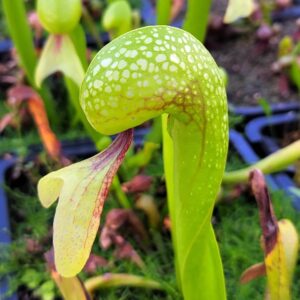 35 Cool Cobra Plant Facts