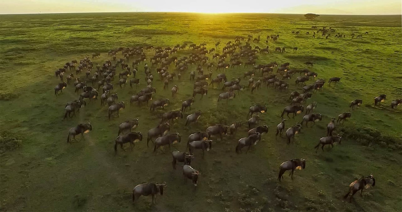 35 Amazing Serengeti Migration Facts