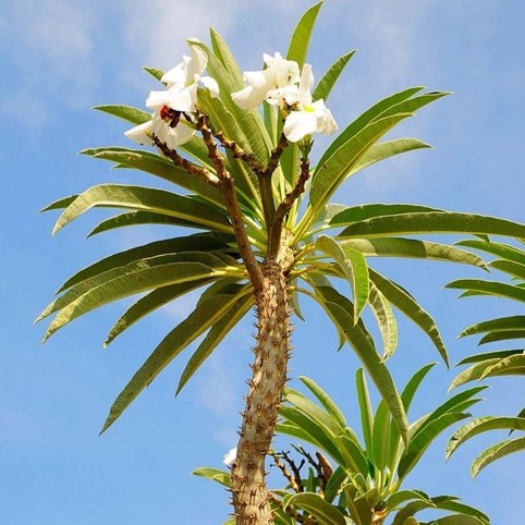 35 Awesome Madagascar Palm Facts