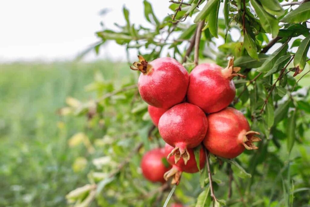 50 Interesting Pomegranates Facts