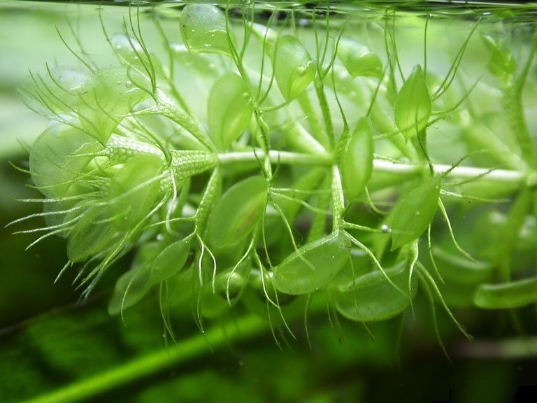 35 Amazing Waterwheel Plant Facts