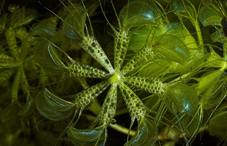 35 Amazing Waterwheel Plant Facts