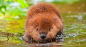 50 Fascinating Beavers Facts