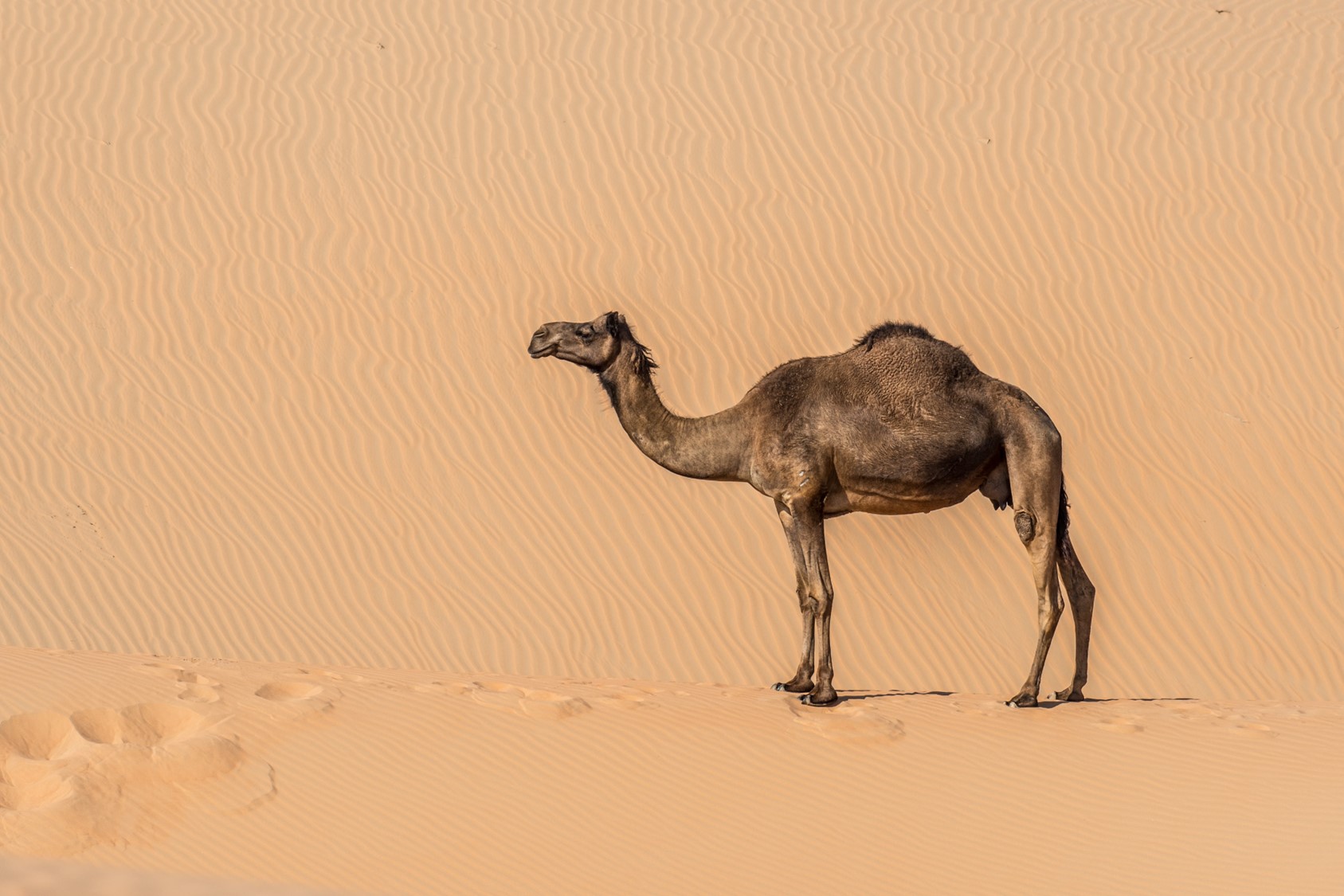 75 Cool Camels Facts