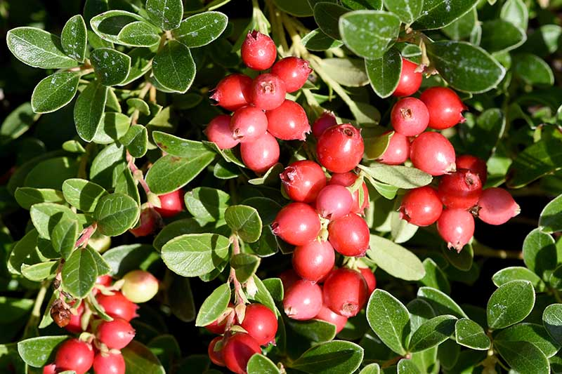 35 Fascinating Cranberries Facts