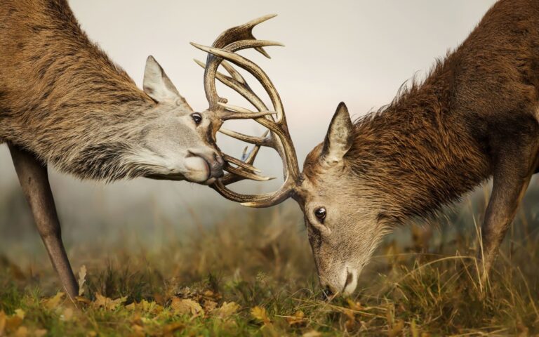 75 Interesting Deer Facts