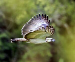 75 Amazing Eagles Facts