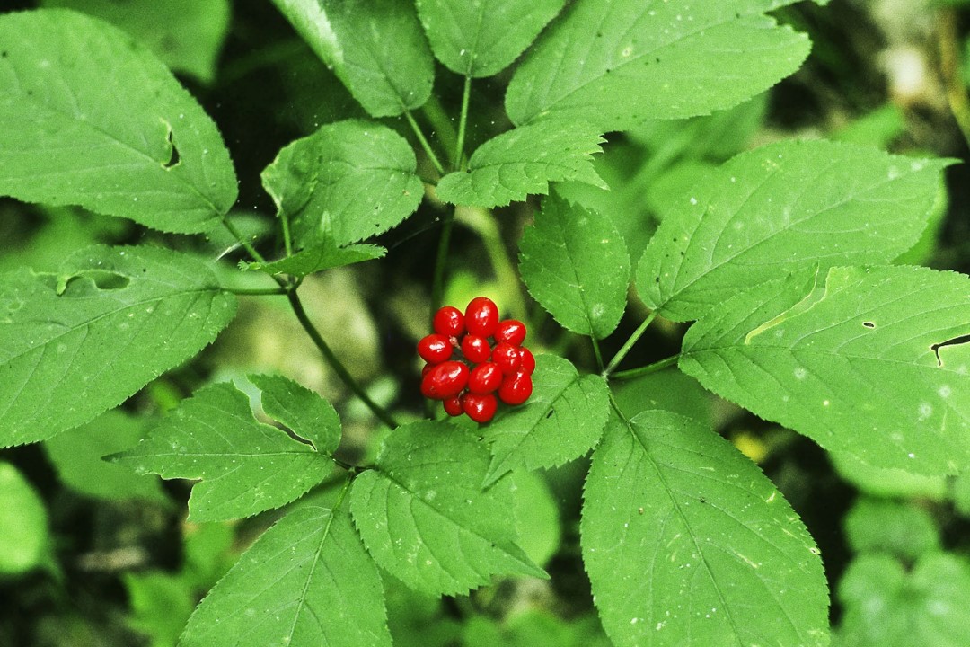 35 Interesting Ginseng Facts