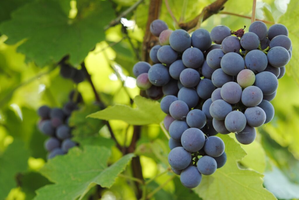 50 Great Grapes Facts