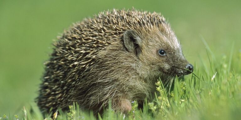 75 Fascinating Hedgehogs Facts