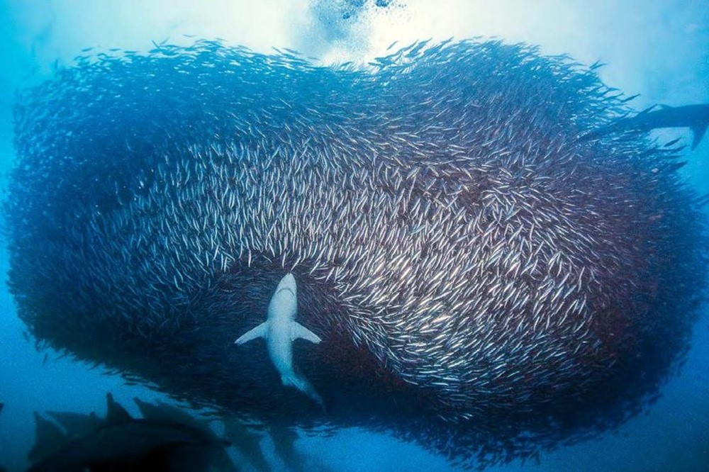 35 Incredible Sardine Run Facts