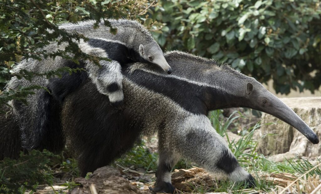 35 Awesome Anteaters Facts