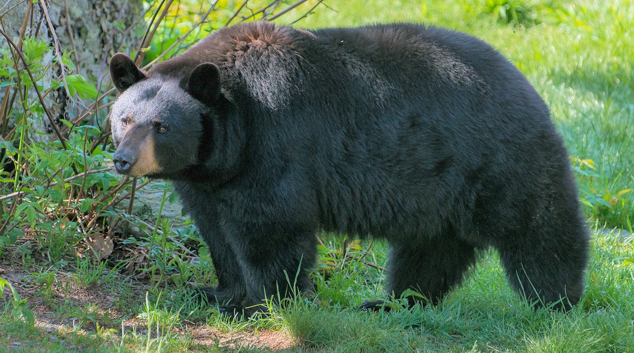 50 Interesting Black Bears Facts