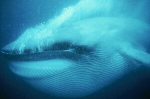 75 Incredible Blue Whales Facts