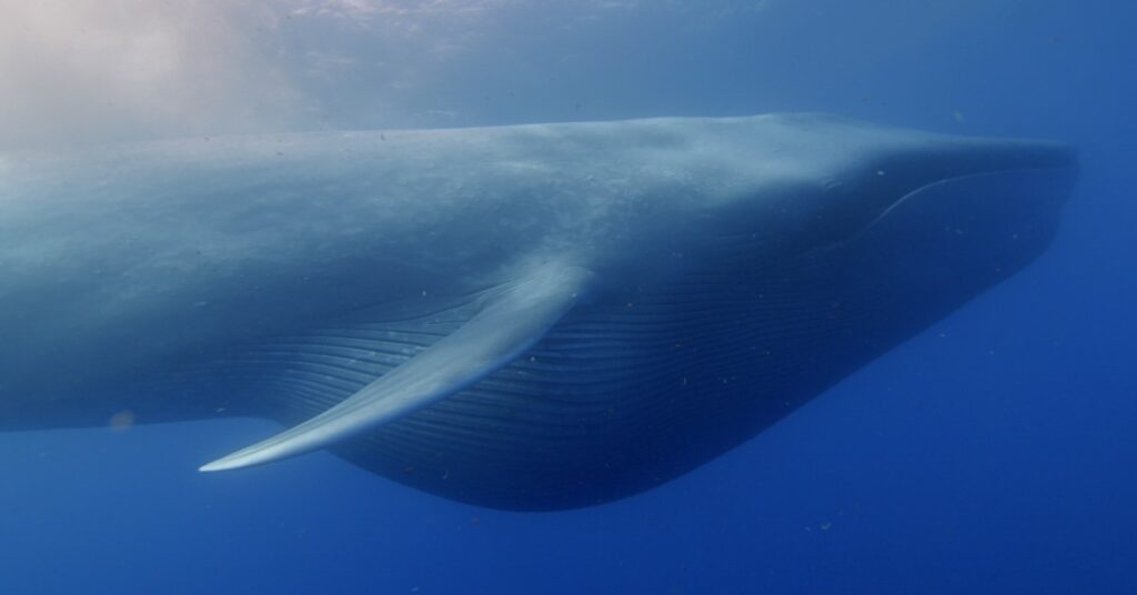 75 Incredible Blue Whales Facts