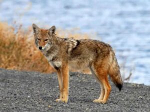 75 Amazing Coyotes Facts