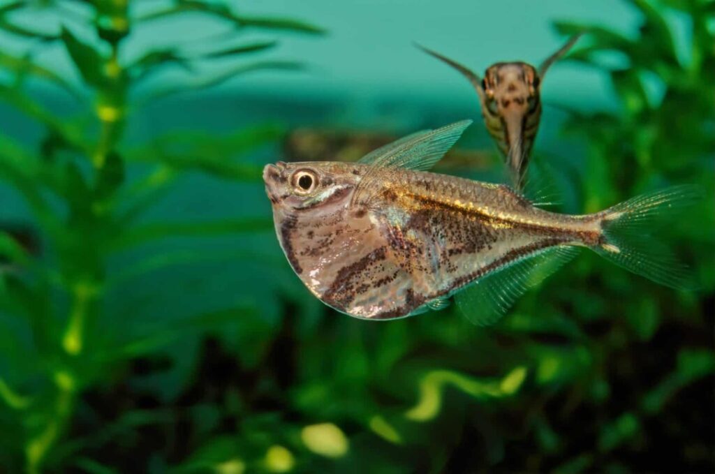 35 Interesting Hatchetfish Facts
