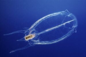 35 Interesting Salps Facts