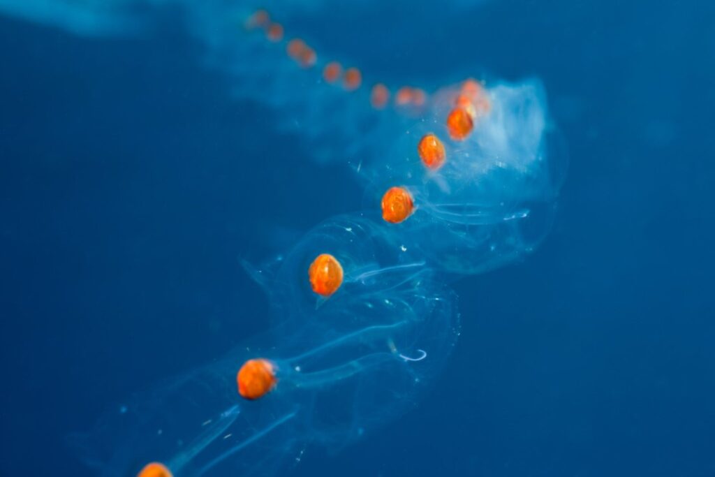 35 Interesting Salps Facts