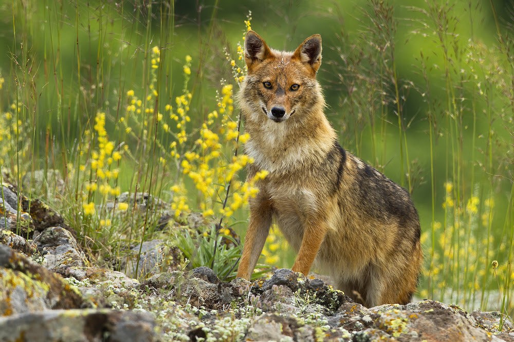 35 Fascinating Jackals Facts