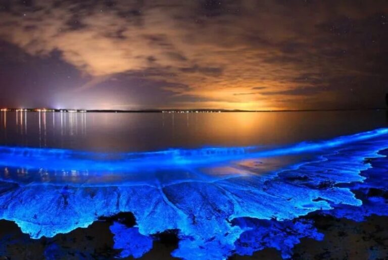 35 Illuminating Bioluminescence Facts