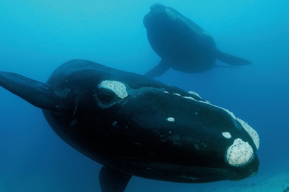 35 Interesting Right Whales Facts